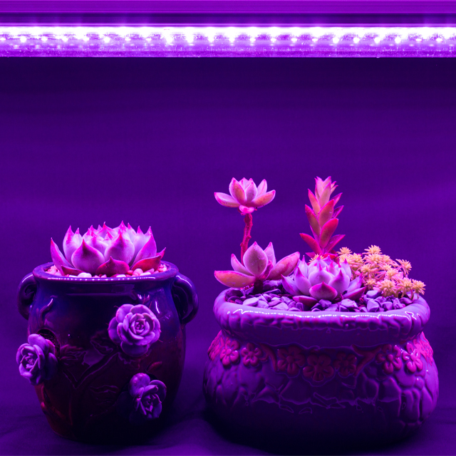 Succulent Grow Lights from GMY Manufacturing